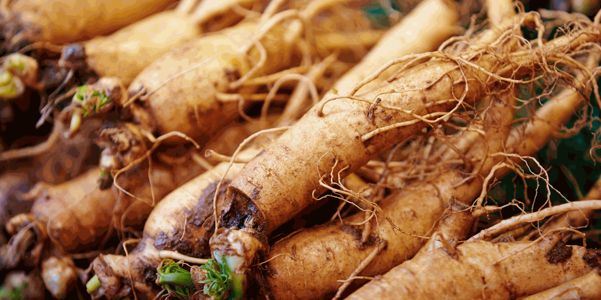 Eleuthero Root: Nature's Mood Support | www.mmherbs.com