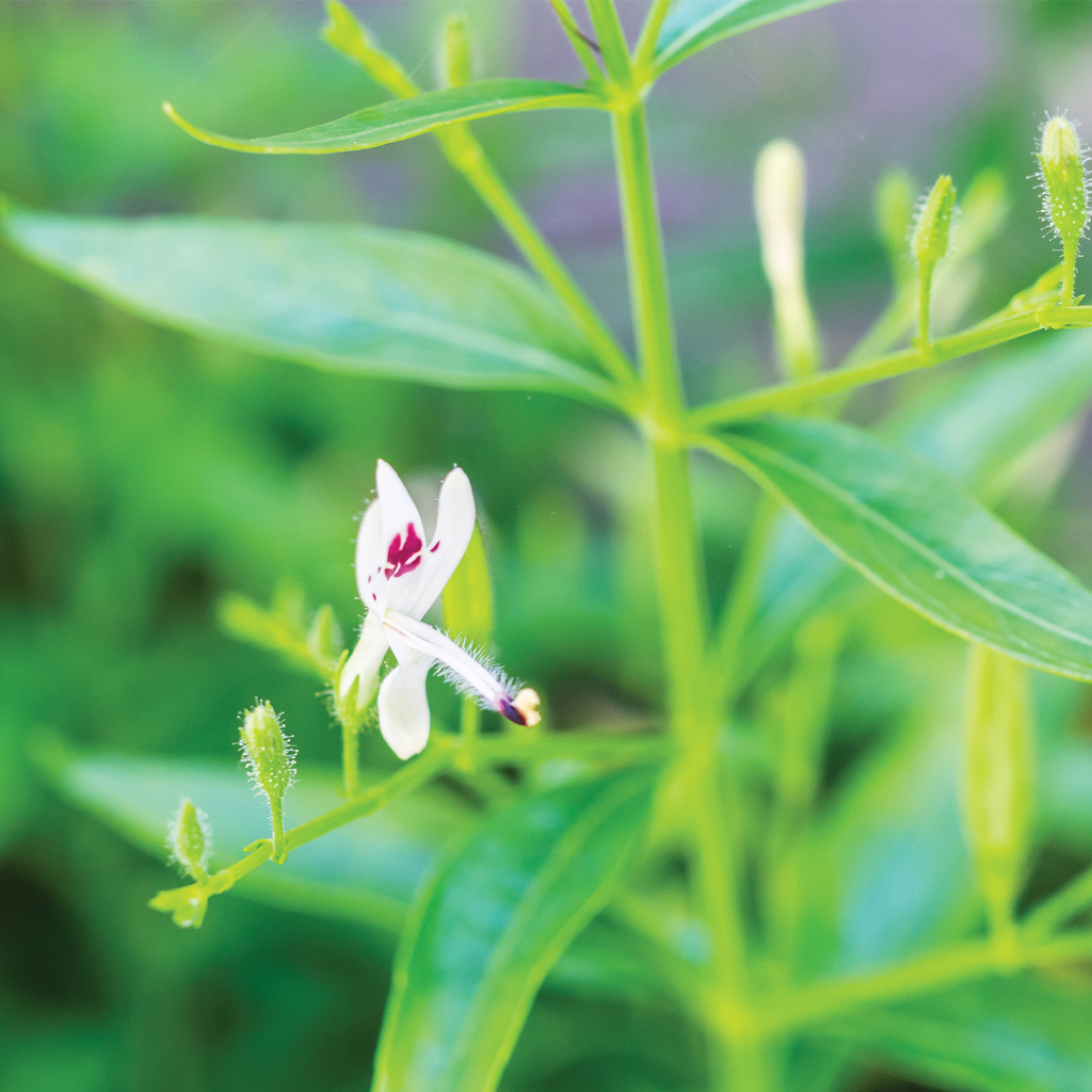 Andrographis Extract (4 oz.) | www.mmherbs.com